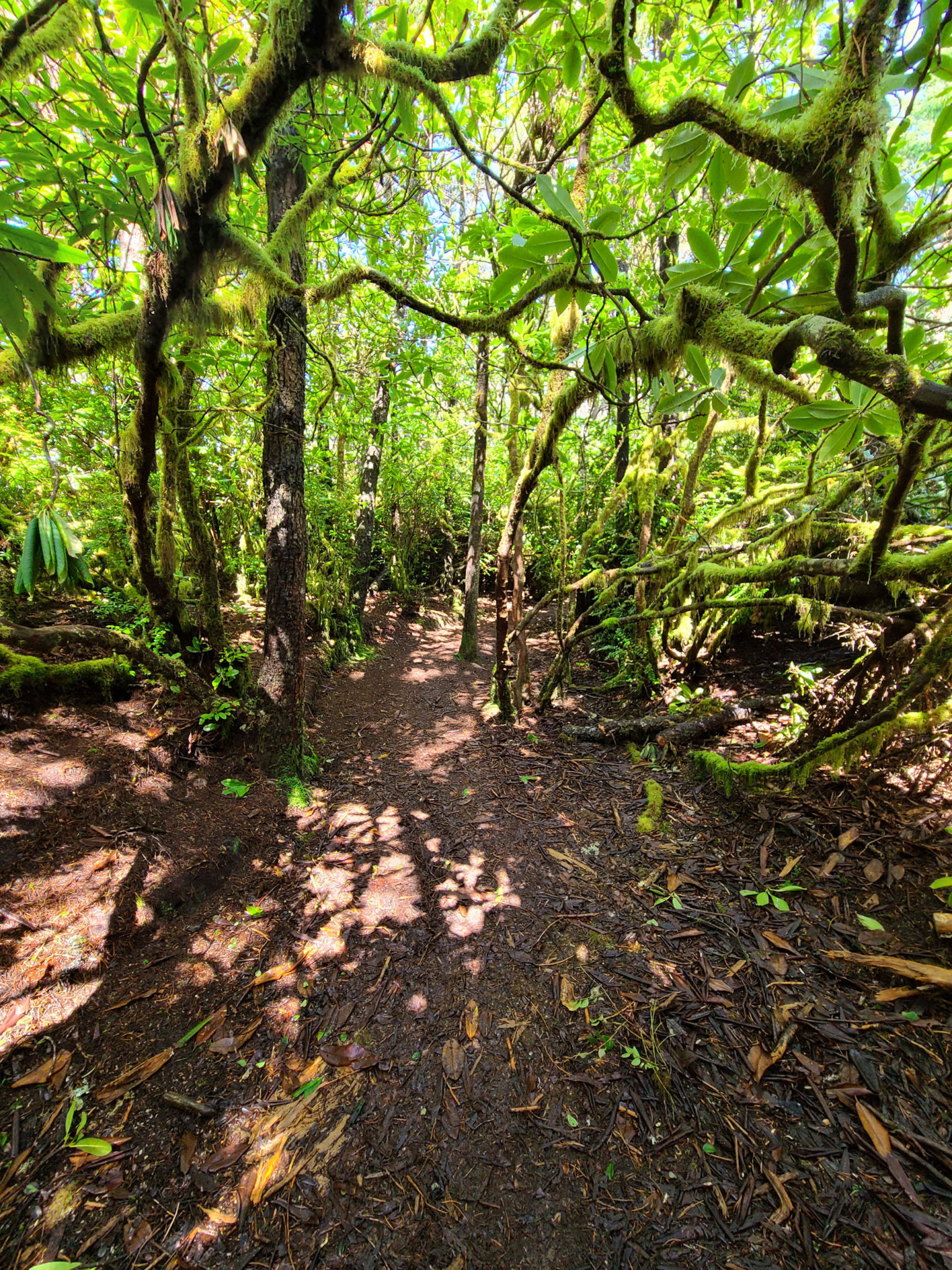 Hiking The Hobbit Trail, Devil’s Churn, Spouting Horn, and Thor’s Well ...