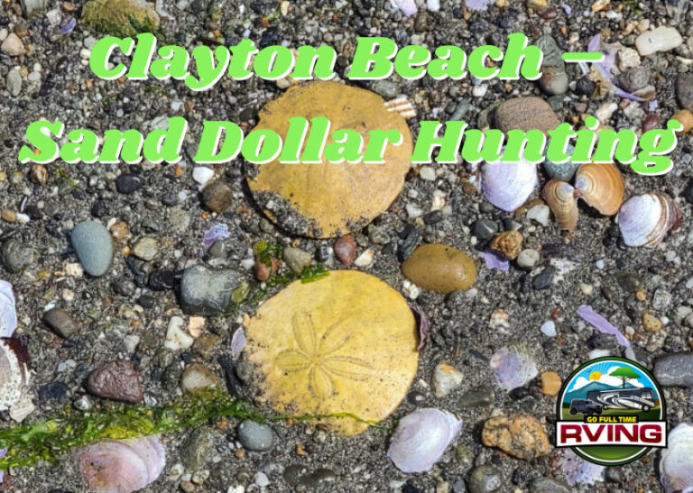 Clayton Beach - Sand Dollar Hunting | Go Full-Time RVing