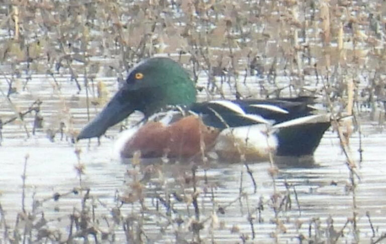 Visiting Hagerman National Wildlife Refuge