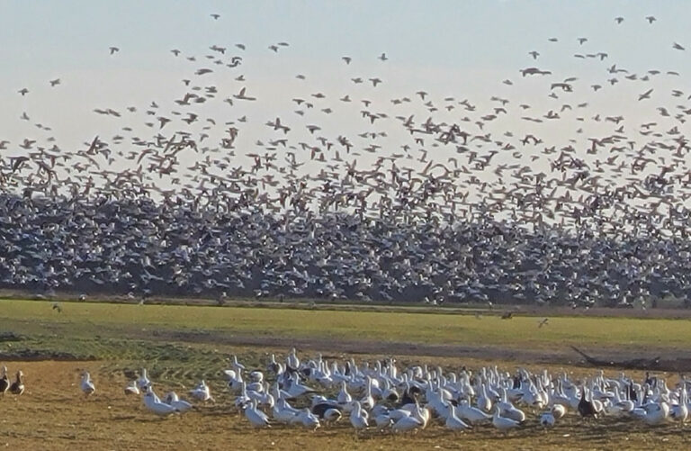Visiting Hagerman National Wildlife Refuge