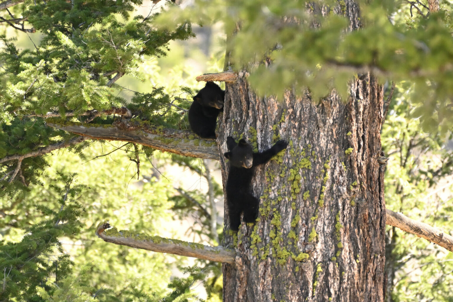 Hiking in Bear Country: Essential Safety Tips to Stay Bear Aware