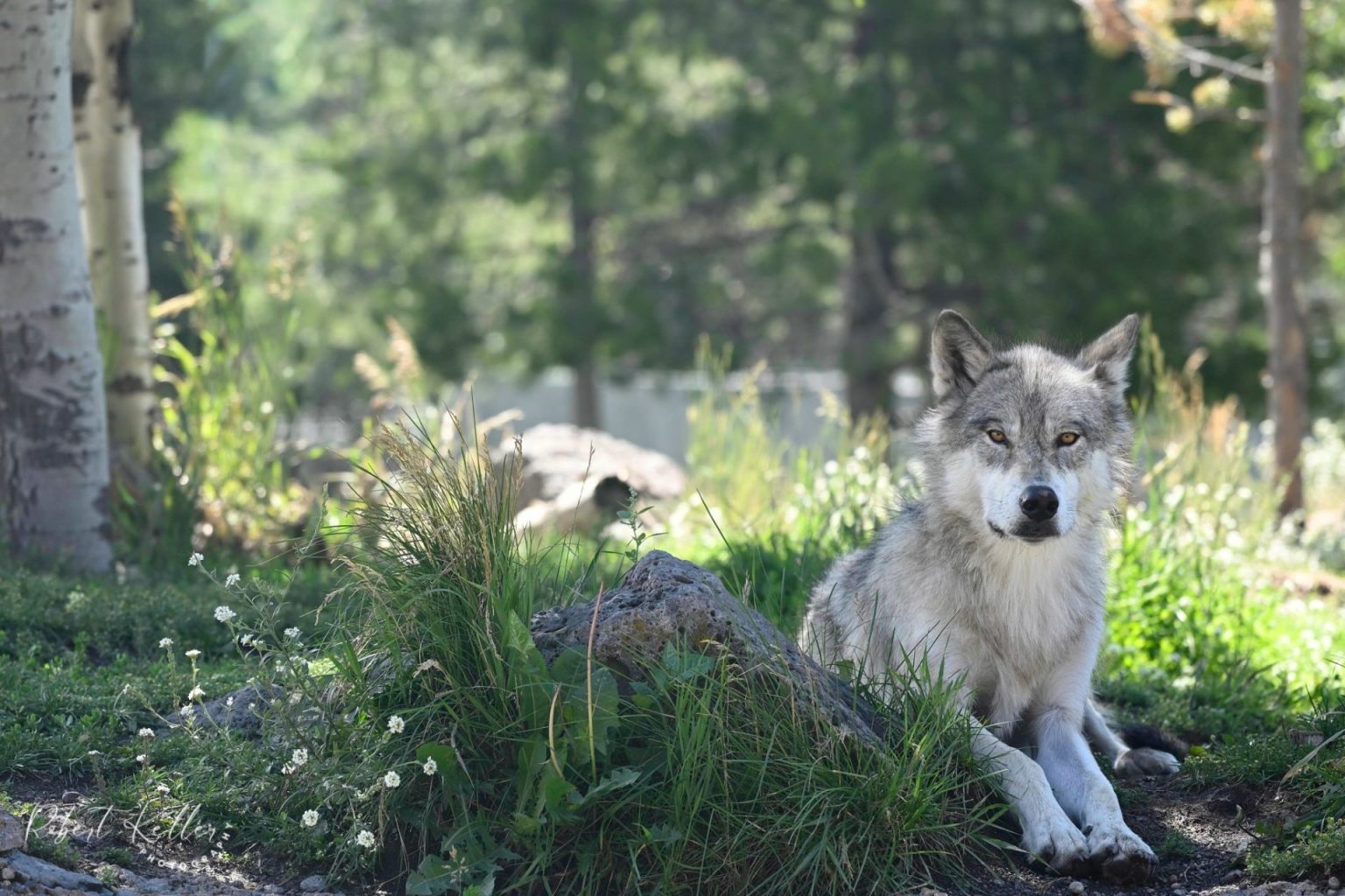 Exploring the Grizzly & Wolf Discovery Center
