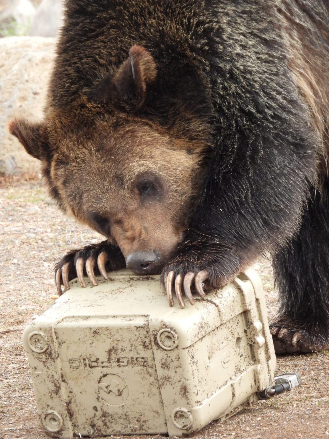 Exploring the Grizzly & Wolf Discovery Center