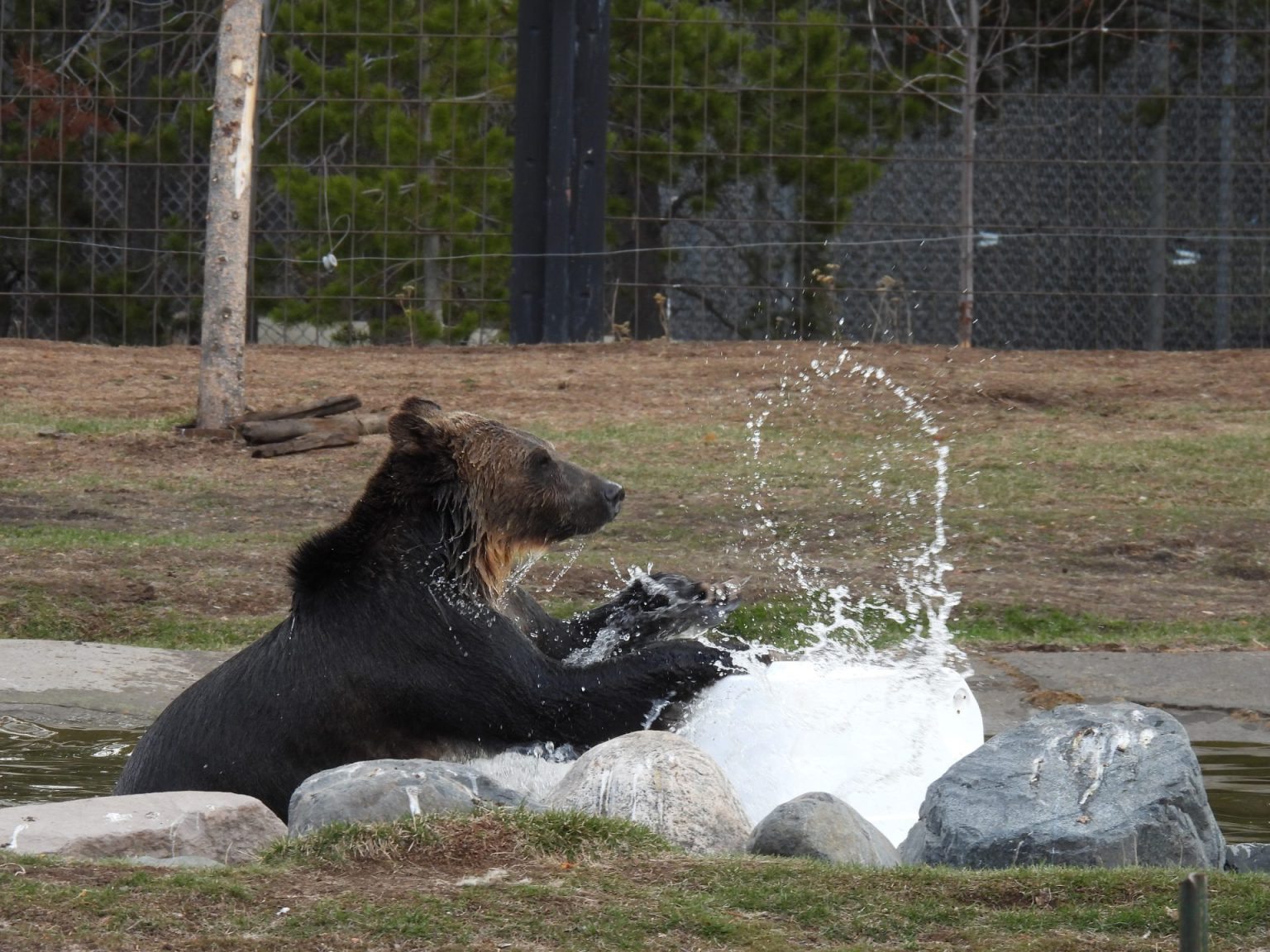 Exploring the Grizzly & Wolf Discovery Center