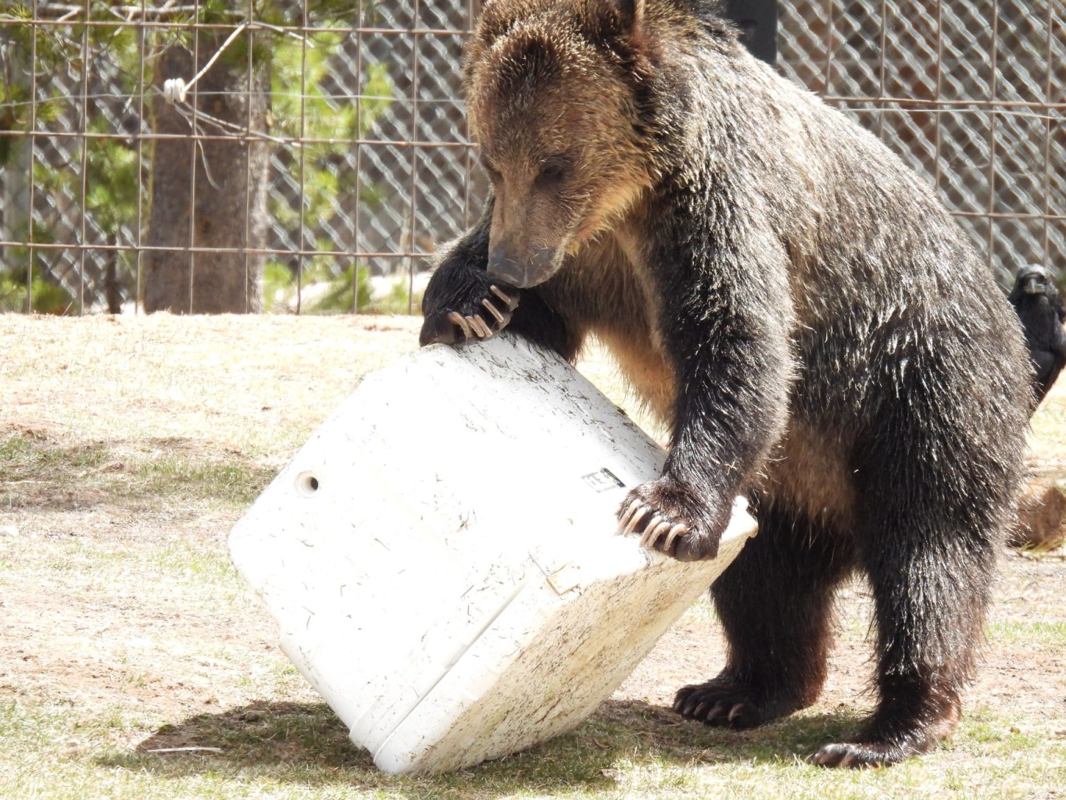 Exploring the Grizzly & Wolf Discovery Center