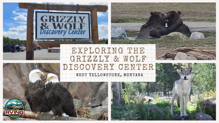 Exploring the Grizzly & Wolf Discovery Center