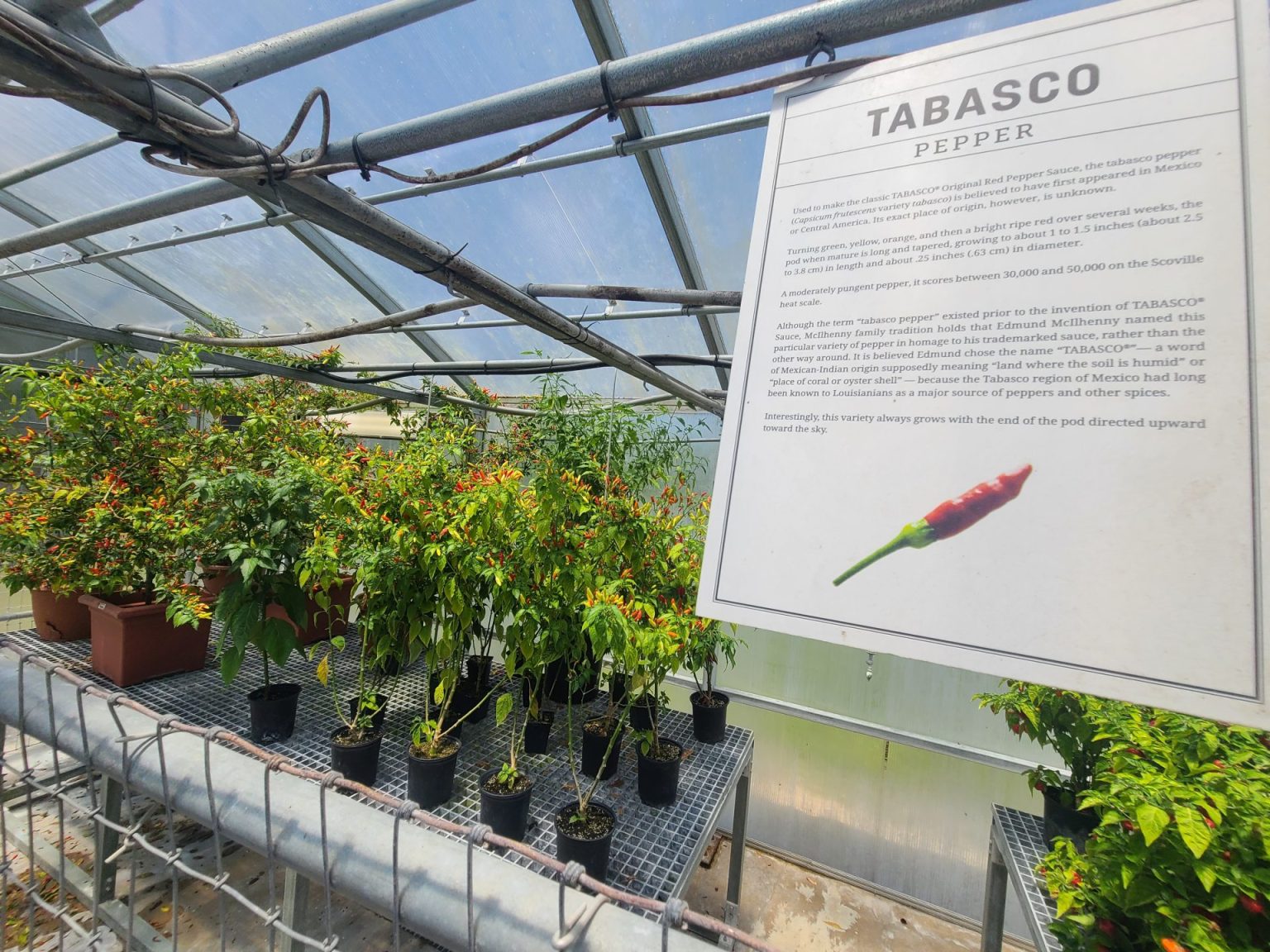 Spicy Delights and Serene Landscapes: Avery Island’s Tabasco Factory ...