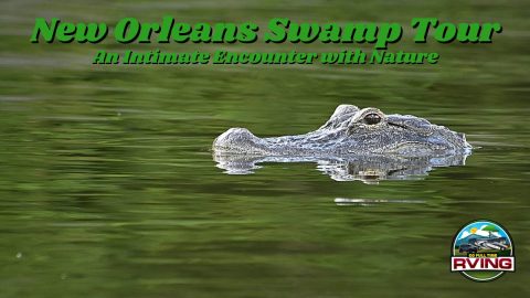 New Orleans Swamp Tour: An Intimate Encounter with Nature