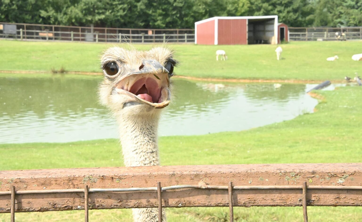 Spotless and Spectacular: The Story of a Rare Giraffe