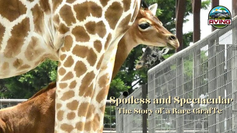 Spotless and Spectacular: The Story of a Rare Giraffe