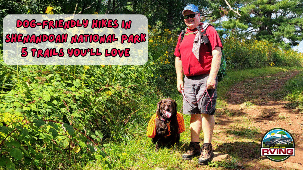 Dog-Friendly Hikes in Shenandoah National Park: 5 Trails You’ll Love