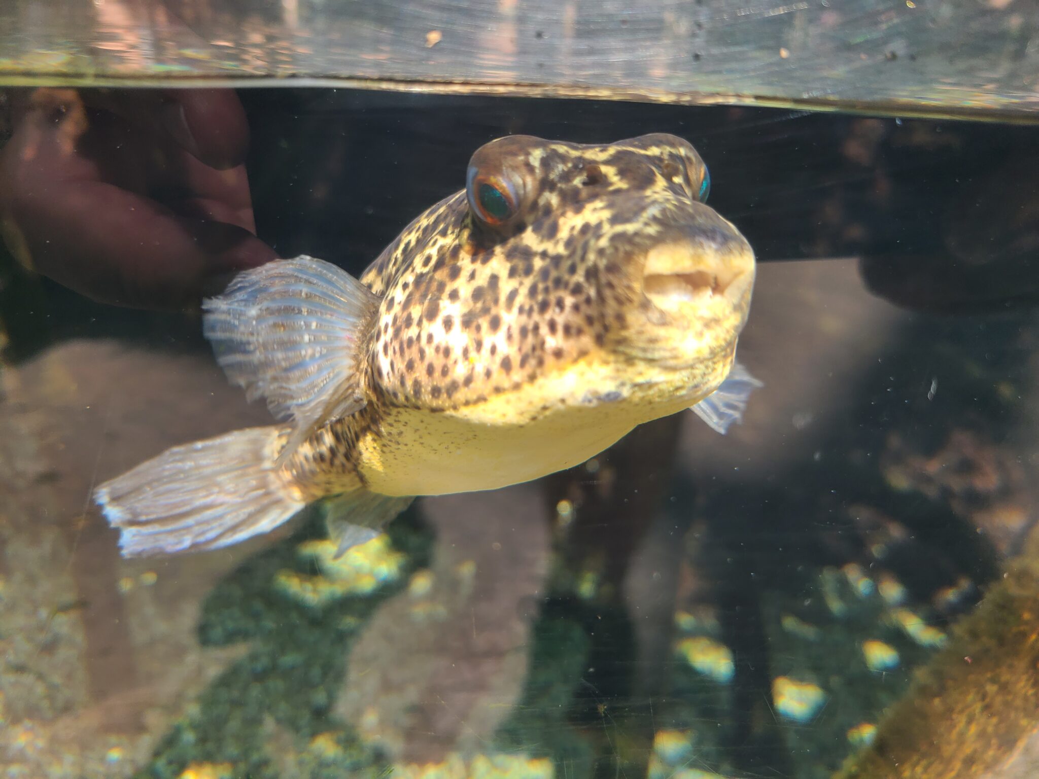 Texas State Aquarium in Corpus Christi: Dolphins, Otters, and a Rare ...