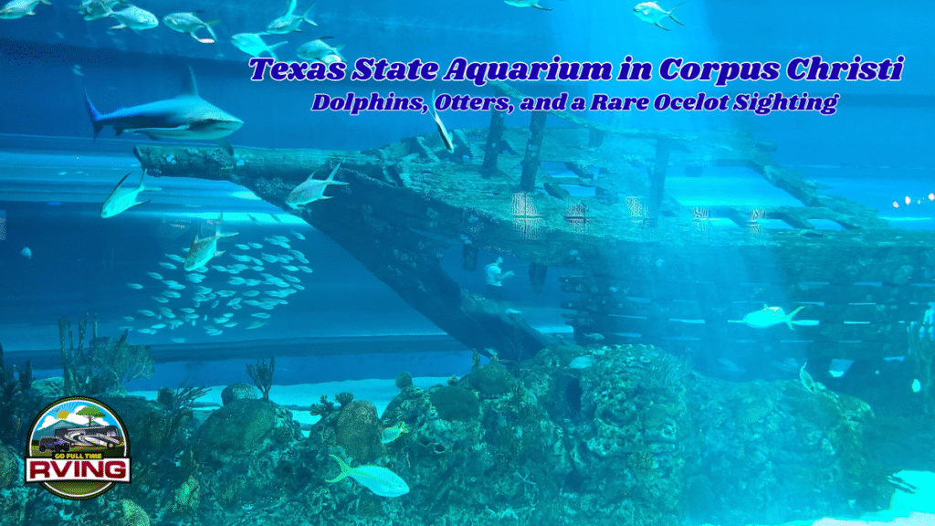 Texas State Aquarium in Corpus Christi: Dolphins, Otters, and a Rare ...